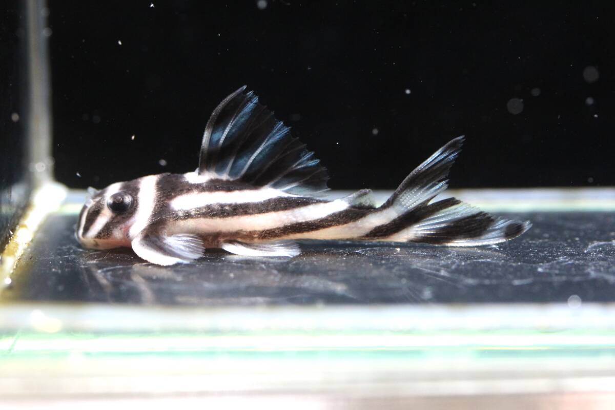 Yahoo!オークション - 【JET】厳選 インペリアルゼブラプレコWF2 2024...