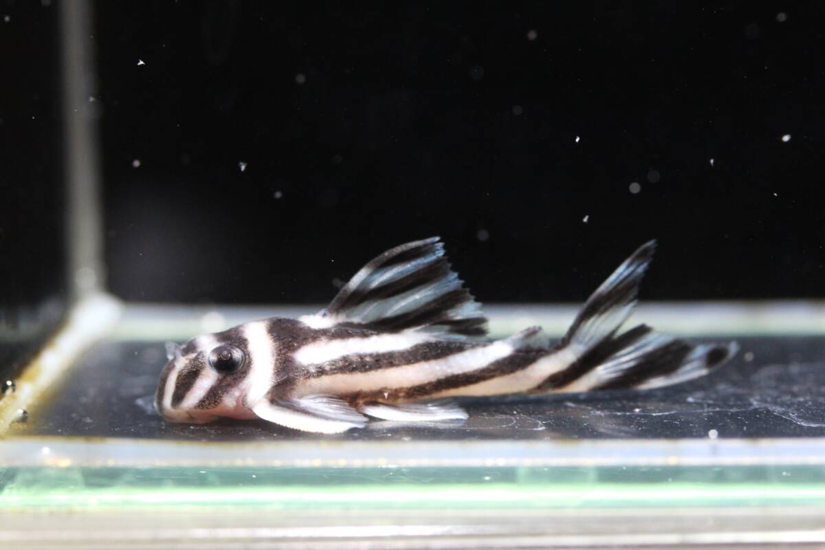 Yahoo!オークション - 【JET】厳選 インペリアルゼブラプレコWF2 2024...