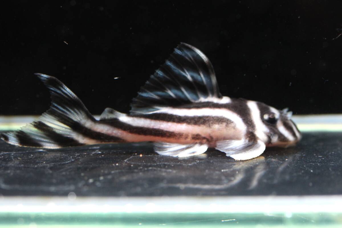 Yahoo!オークション - 【JET】厳選美個体 インペリアルゼブラプレコWF2...