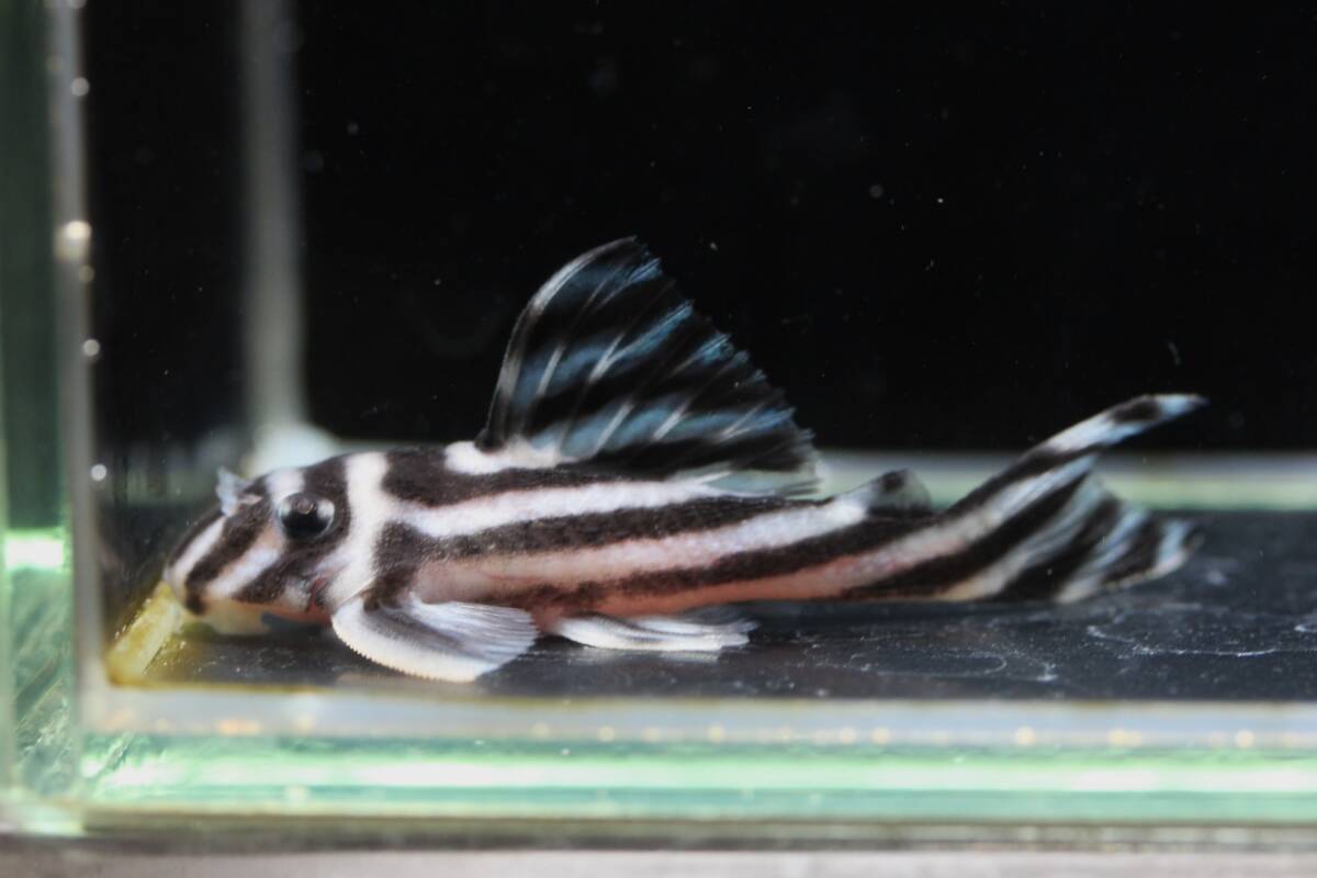 Yahoo!オークション - 【JET】厳選美個体 インペリアルゼブラプレコWF2...