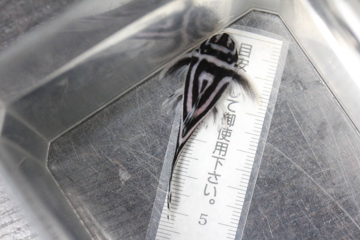 Yahoo!オークション - 【JET】厳選美個体 インペリアルゼブラプレコWF2...