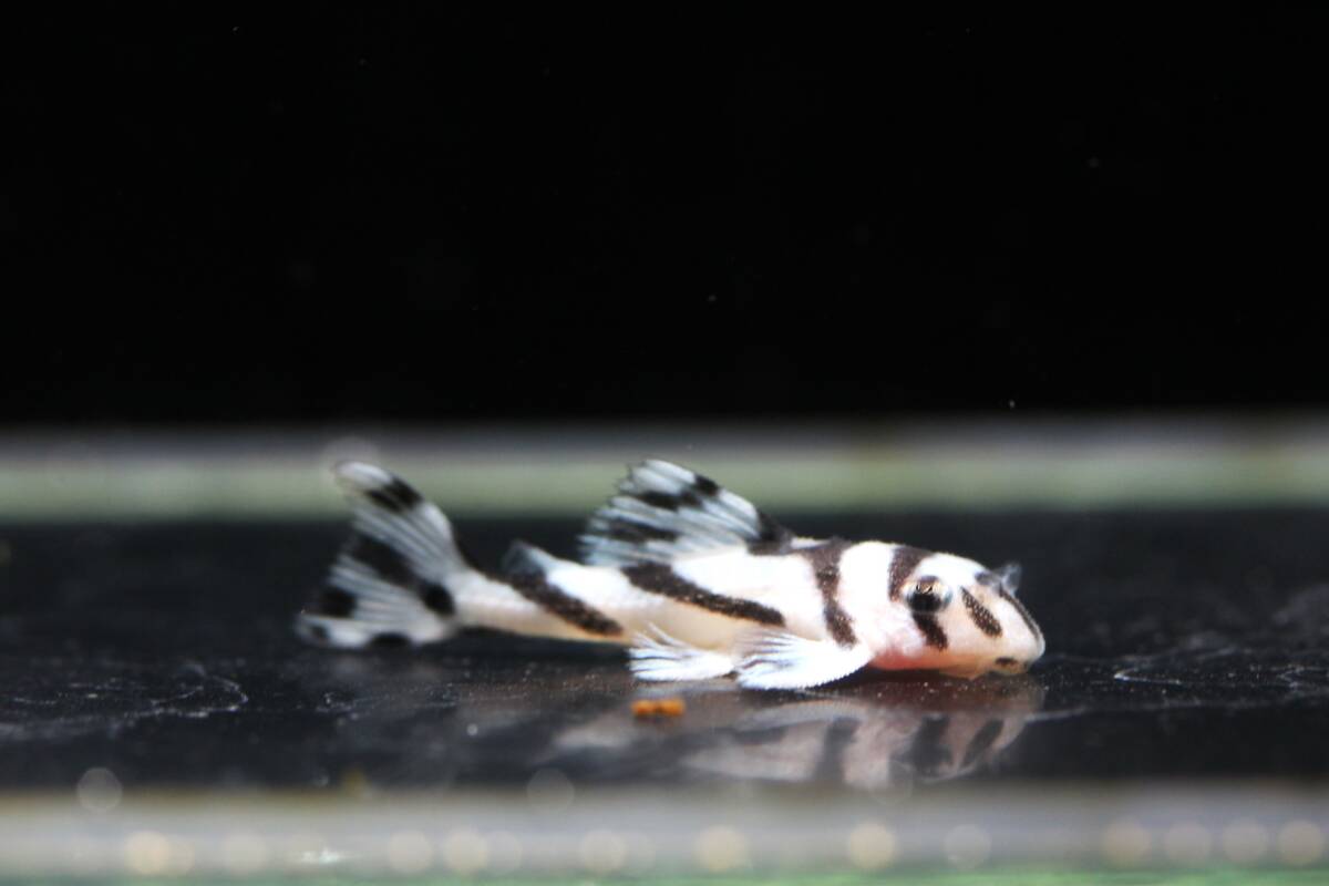 Yahoo!オークション - 【JET】白が美しい インペリアルゼブラプレコWF2...