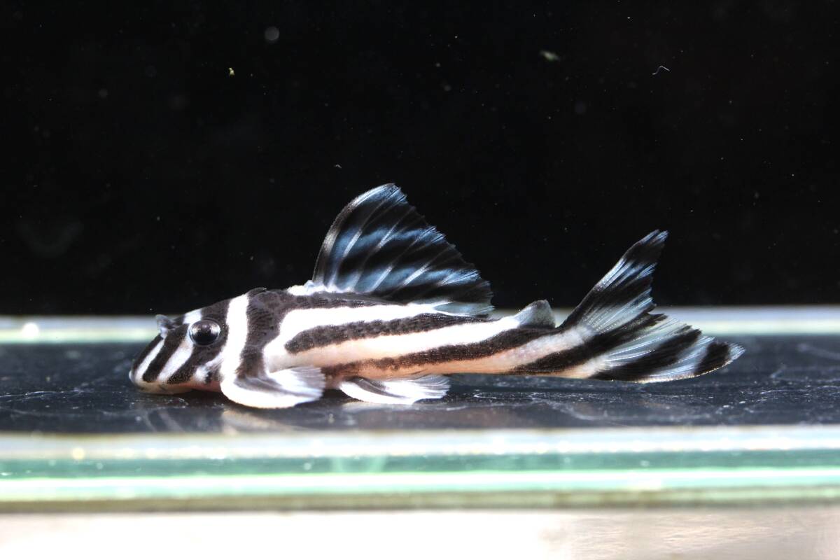 Yahoo!オークション - 【JET】厳選 インペリアルゼブラプレコWF2 約54m...