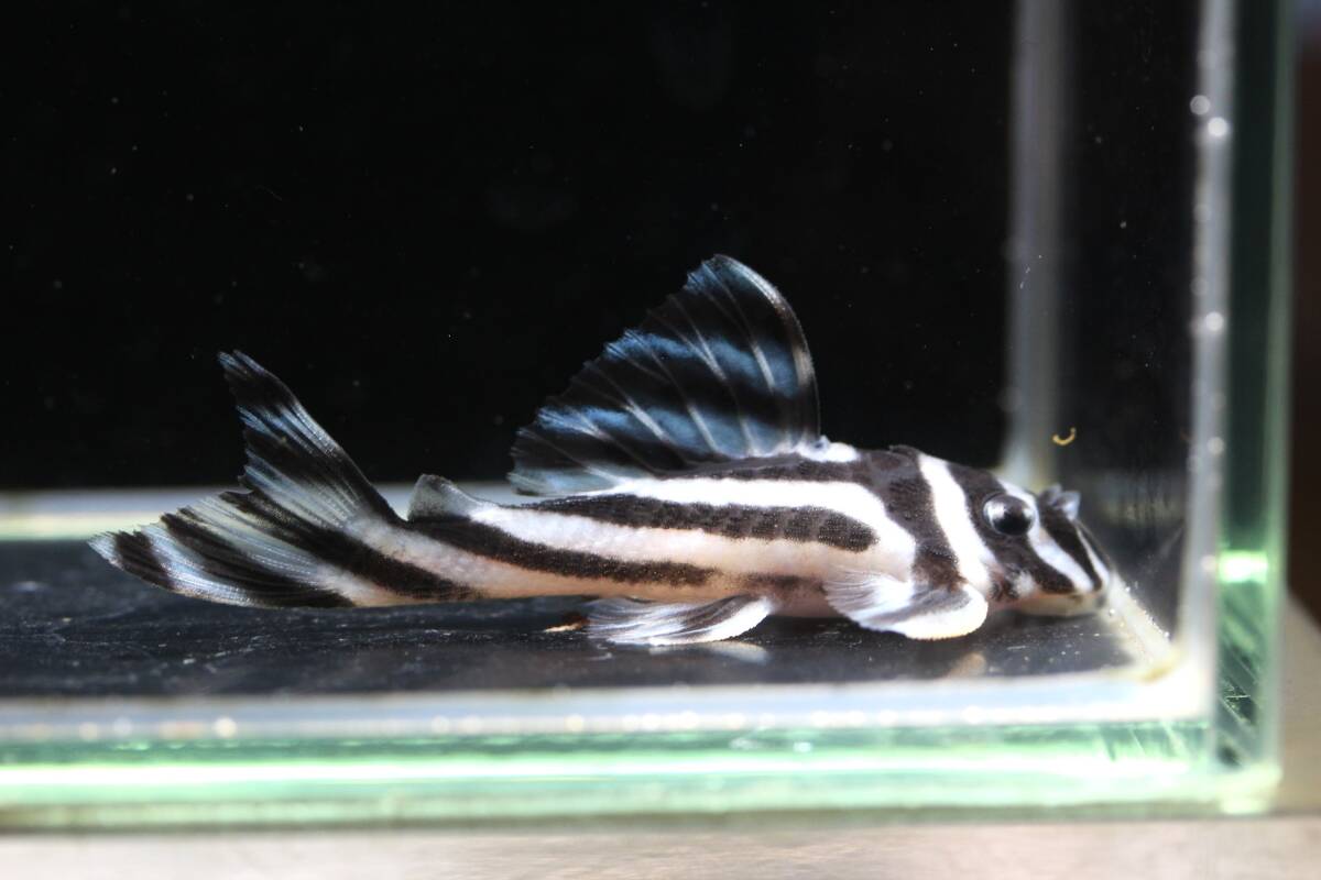 Yahoo!オークション - 【JET】厳選 インペリアルゼブラプレコWF2 約54m...