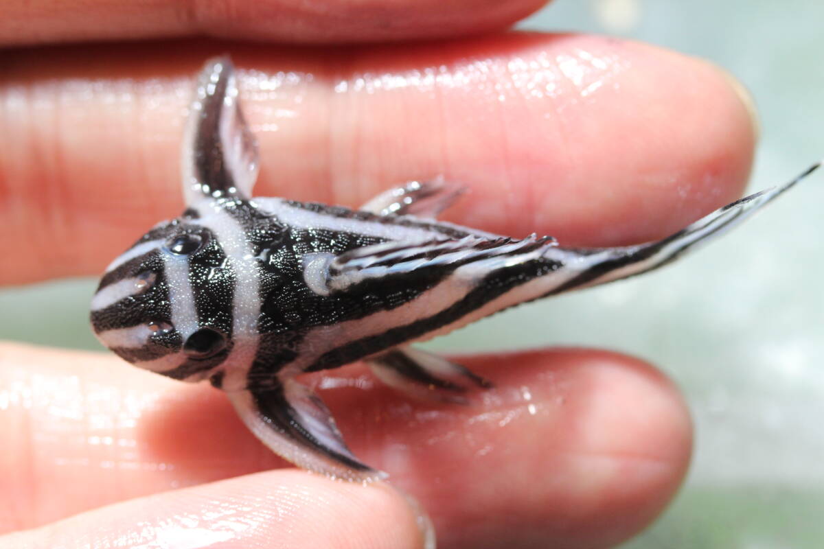 Yahoo!オークション - 【JET】厳選 インペリアルゼブラプレコWF2 約54m...