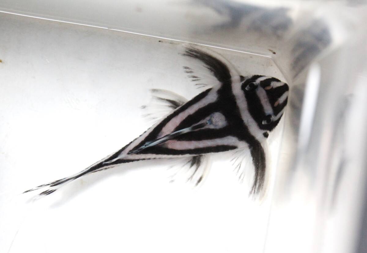 Yahoo!オークション - 【JET】厳選 インペリアルゼブラプレコWF2 約54m...