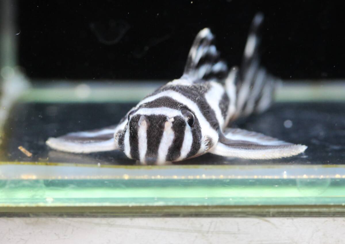 Yahoo!オークション - 【JET】厳選 インペリアルゼブラプレコWF2 約54m...