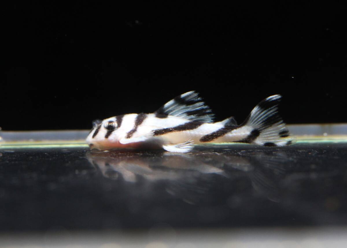 Yahoo!オークション - 【JET】白が美しい インペリアルゼブラプレコWF2...