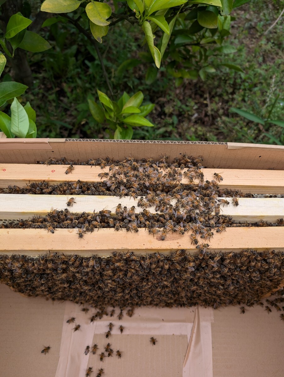 Yahoo!オークション - 西洋ミツバチ