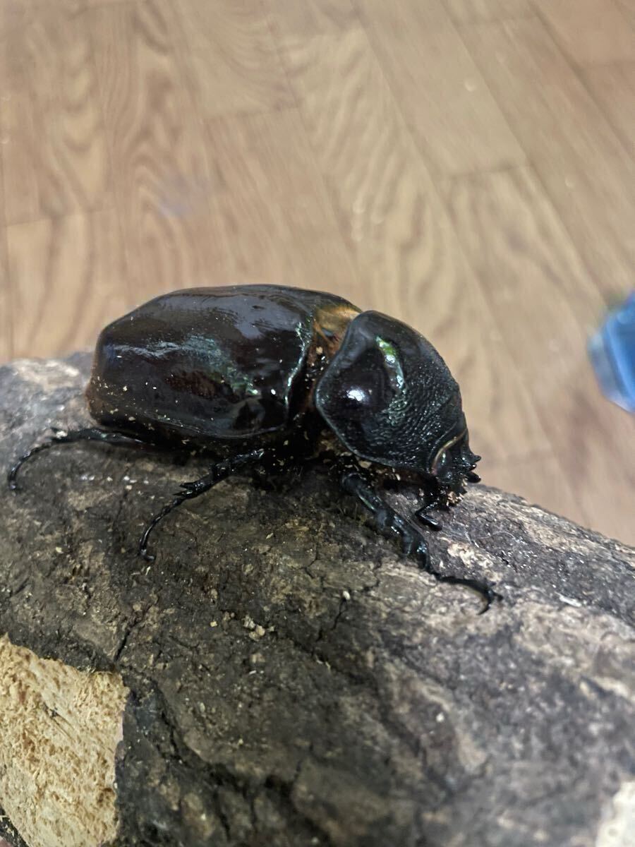 Yahoo!オークション - WF2ケンタウルスオオカブト3令幼虫6匹