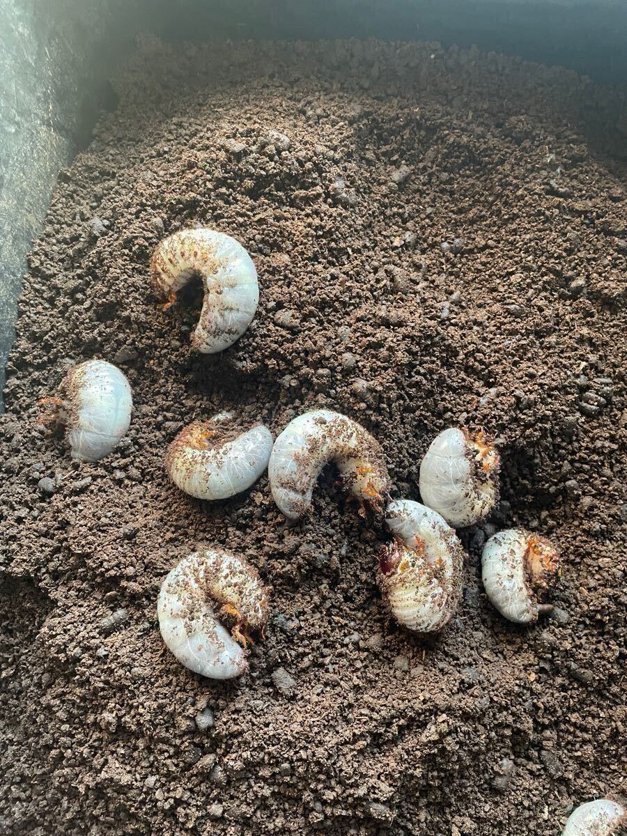 Yahoo!オークション - WF2ケンタウルスオオカブト3令幼虫6匹