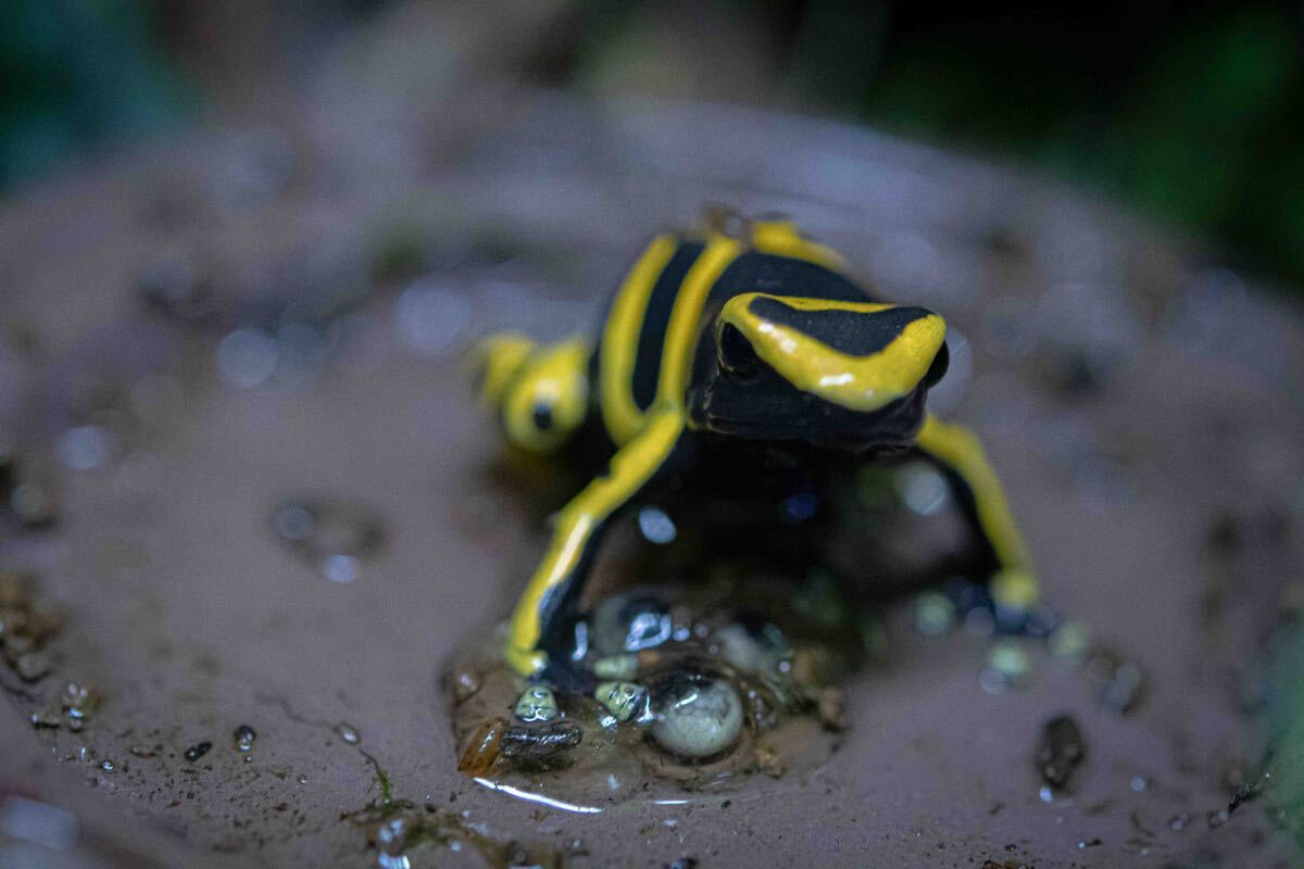 Yahoo!オークション - キオビヤドクガエル オレンジバンド cb3匹