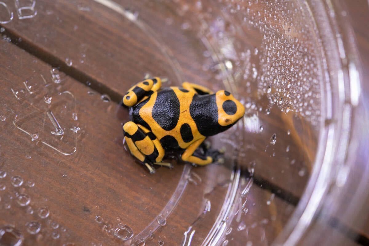 Yahoo!オークション - キオビヤドクガエル オレンジバンド cb3匹