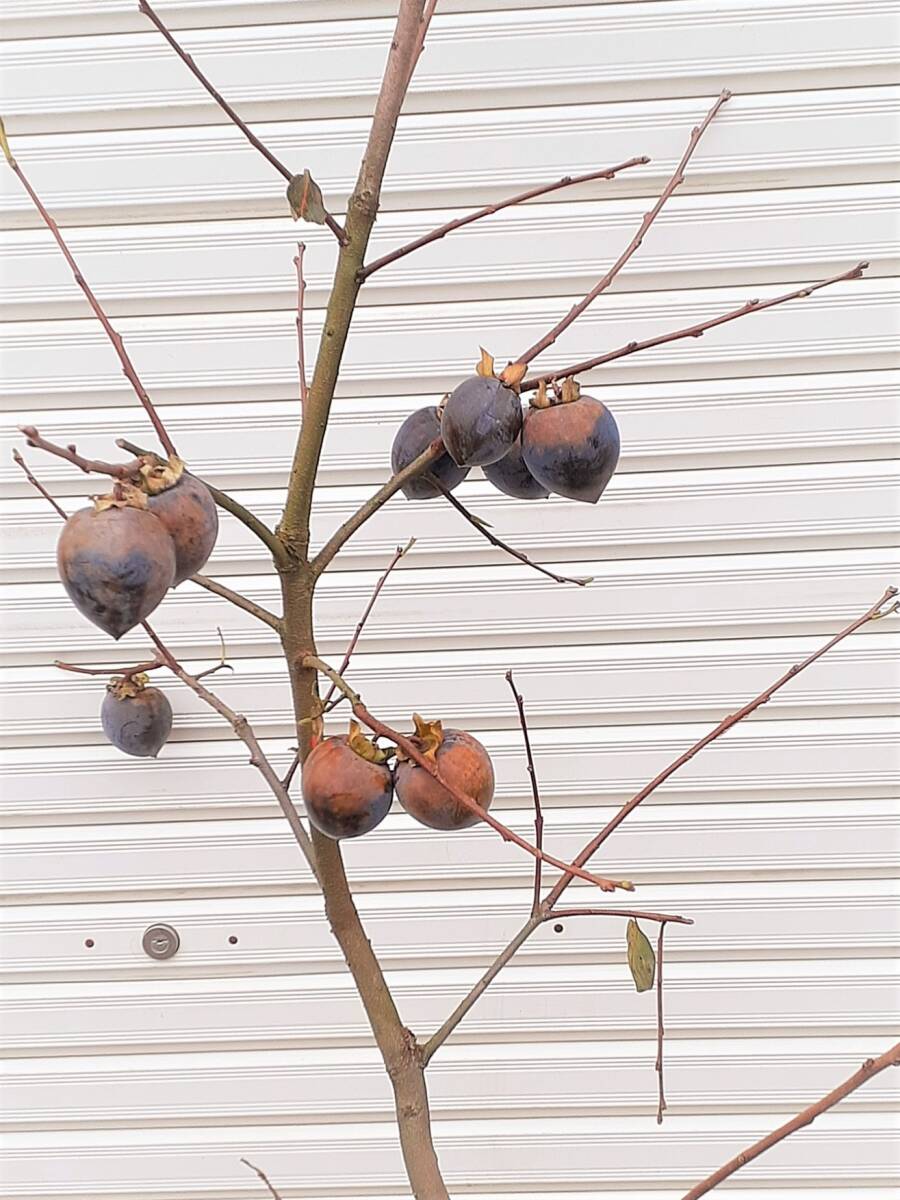 Yahoo!オークション - 珍しい～柿 「黒柿」 甘柿です 高さは底部から...