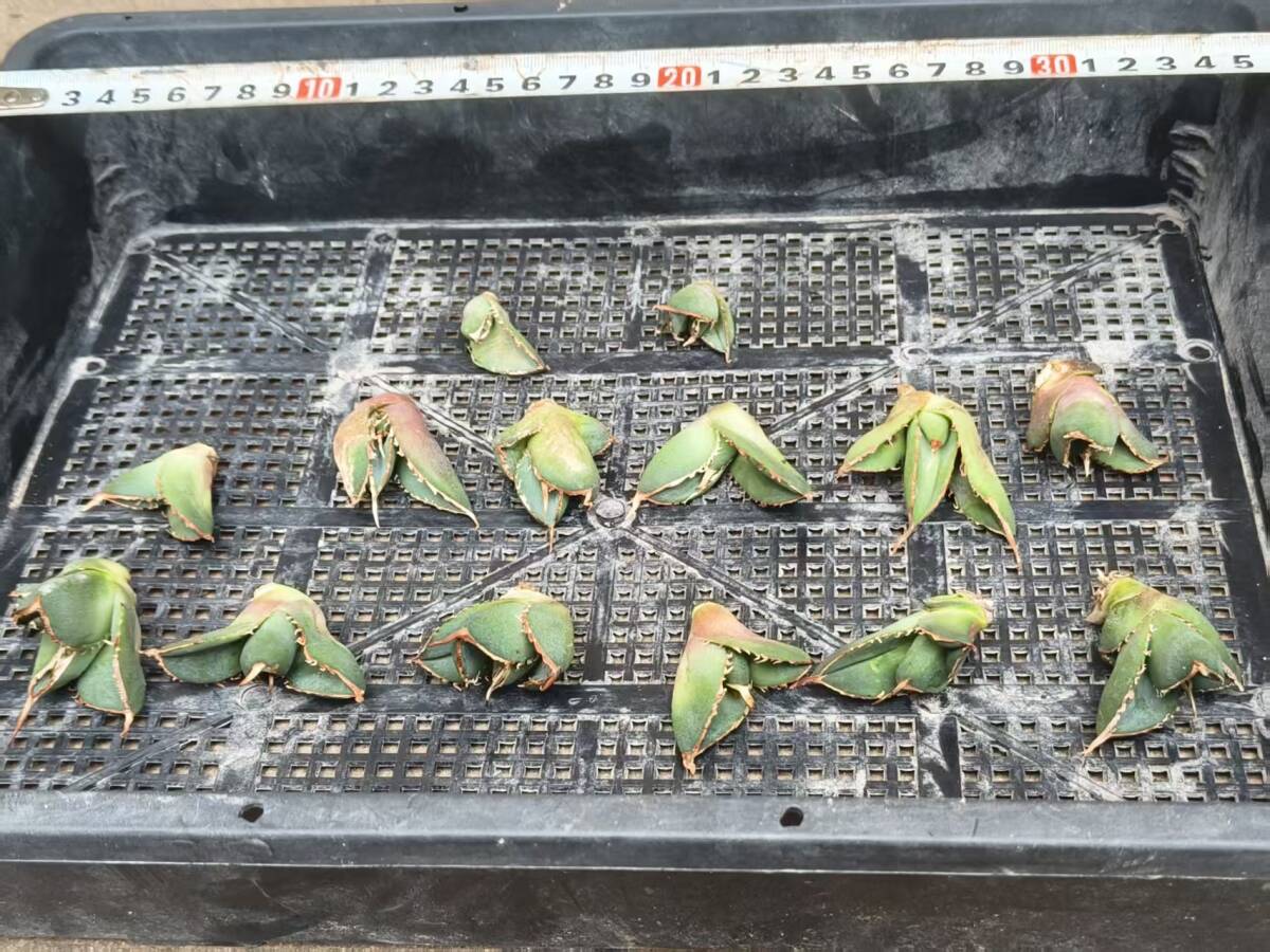 Yahoo!オークション - 198L多肉植物 アガベチタノタ 大白鯊 精選優良血...