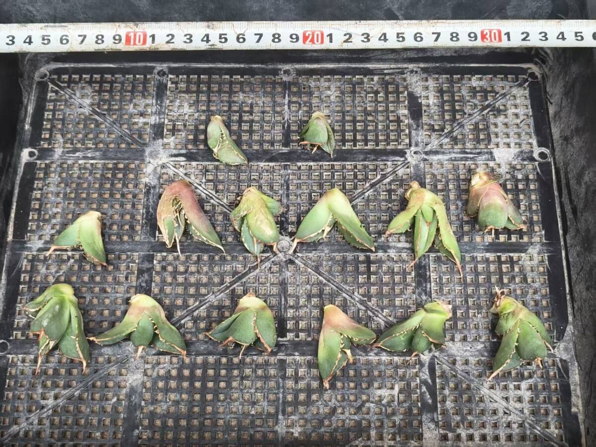 Yahoo!オークション - 198L多肉植物 アガベチタノタ 大白鯊 精選優良血...