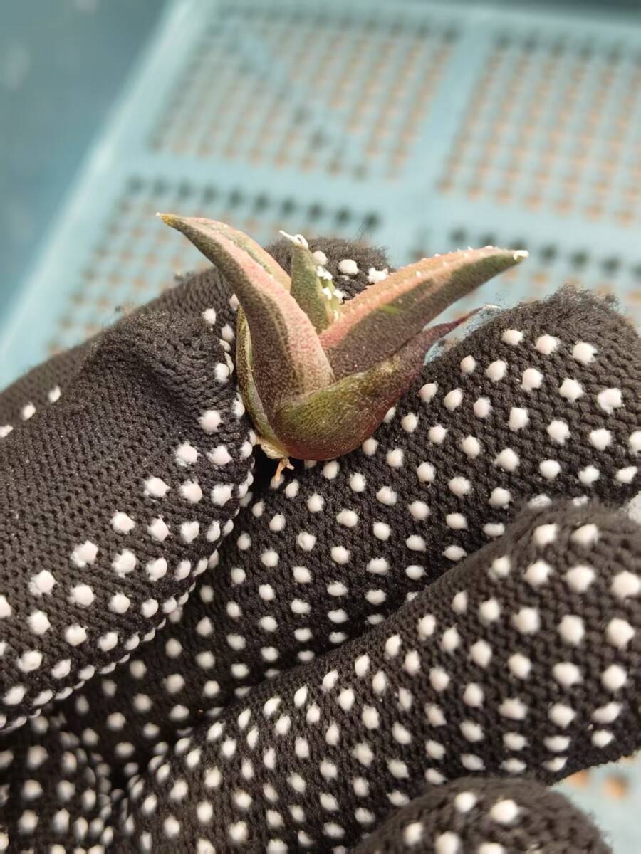 Yahoo!オークション - 94P アガベ チタノタ COK CG01 追星 コック 覆輪...