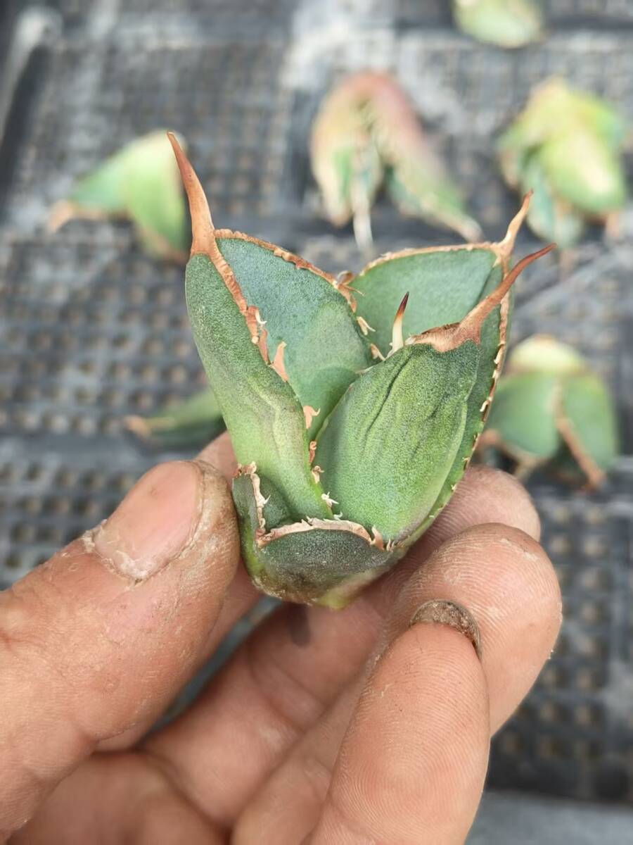 Yahoo!オークション - 198L多肉植物 アガベチタノタ 大白鯊 精選優良血...