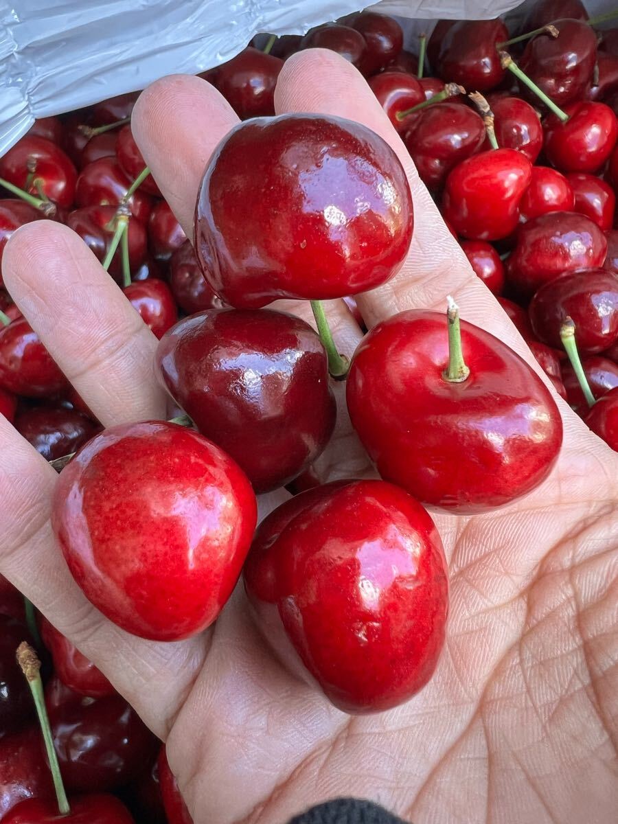 9.5r超大粒アメリカンチェリー箱こみ1kg 父の日 中元 家庭用 ポスト投函 車厘子 美國櫻桃 さくらんぼ 国内検品発送(新品/送料無料)のオークション落札情報