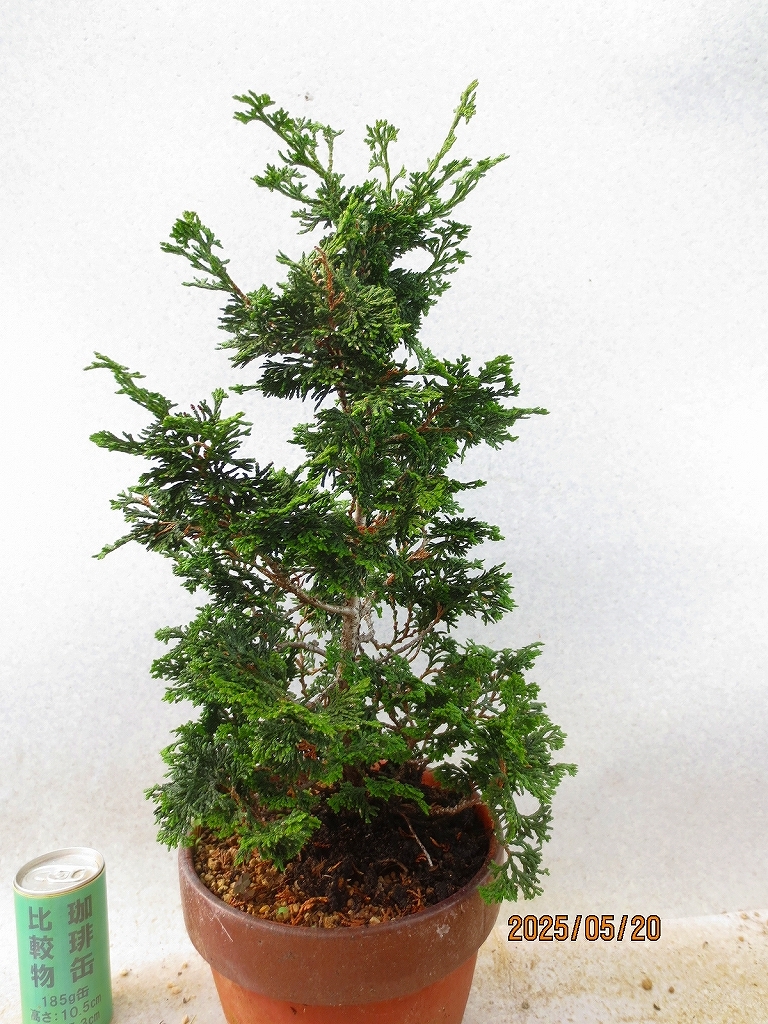 Yahoo!オークション - [野風盆栽流通] 津山檜 (51086駄温鉢)全高 53㎝