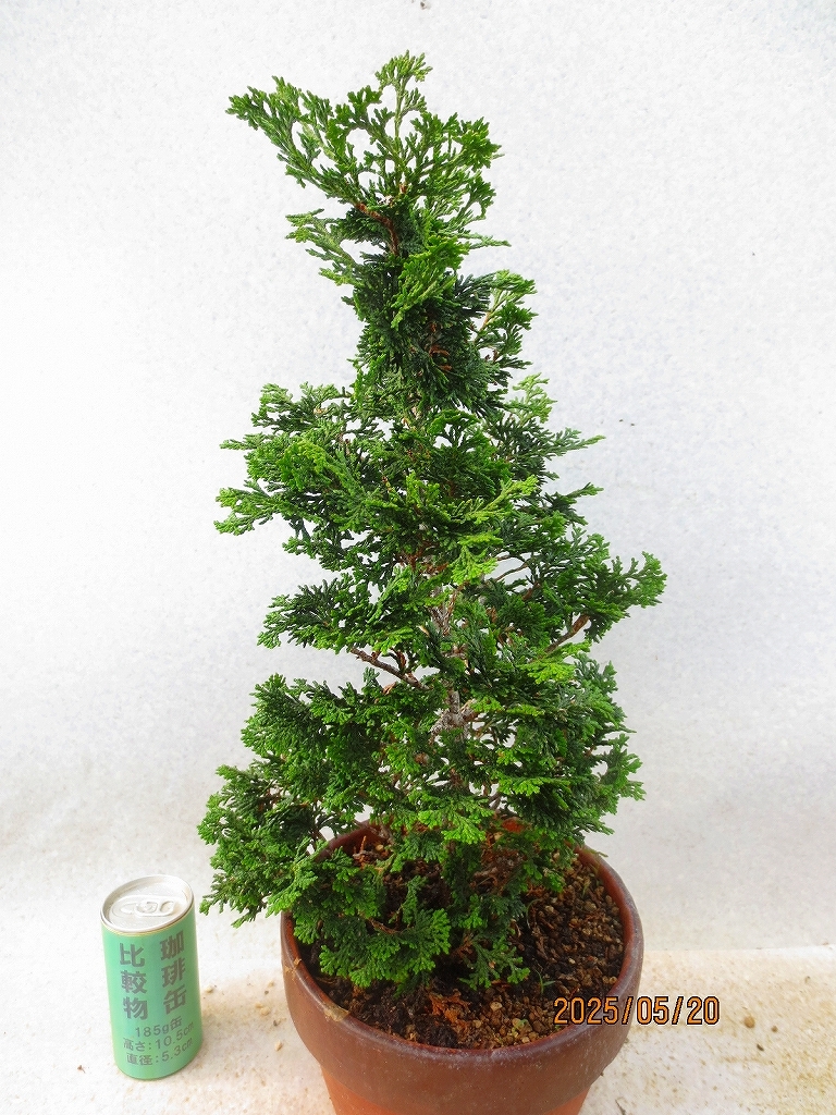 Yahoo!オークション - [野風盆栽流通] 津山檜 (51086駄温鉢)全高 53㎝