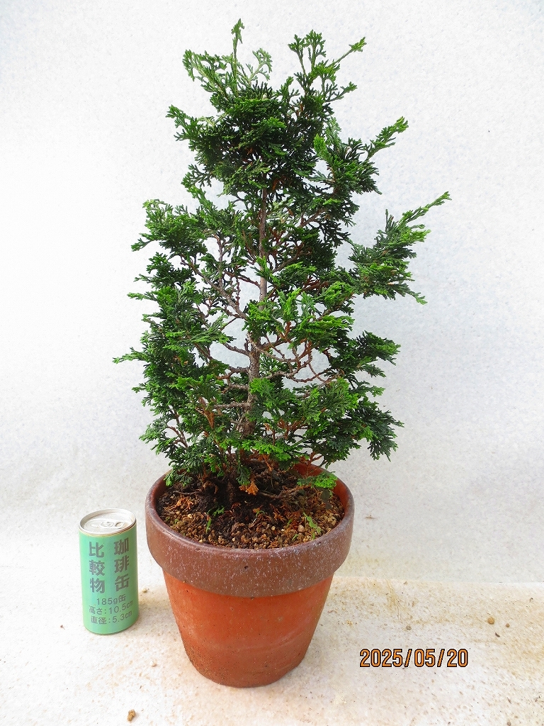 Yahoo!オークション - [野風盆栽流通] 津山檜 (51086駄温鉢)全高 53㎝