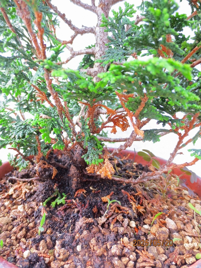 Yahoo!オークション - [野風盆栽流通] 津山檜 (51086駄温鉢)全高 53㎝