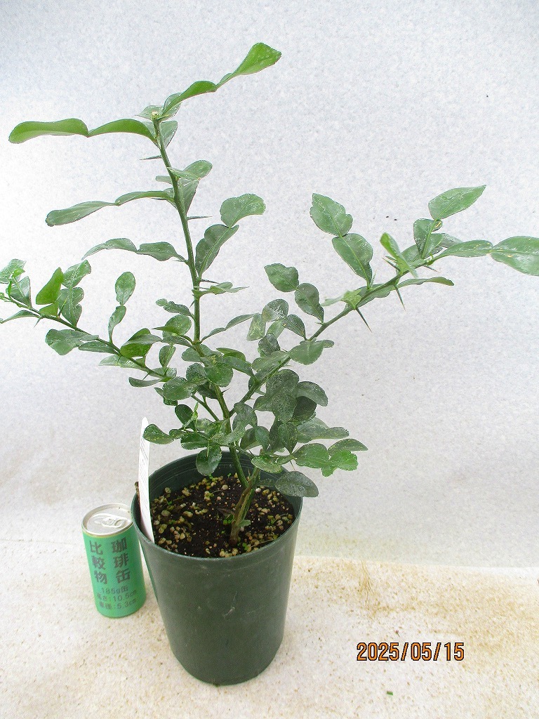 Yahoo!オークション - [野風苗木流通]柑橘苗木 コブミカン(5851)全高 5...