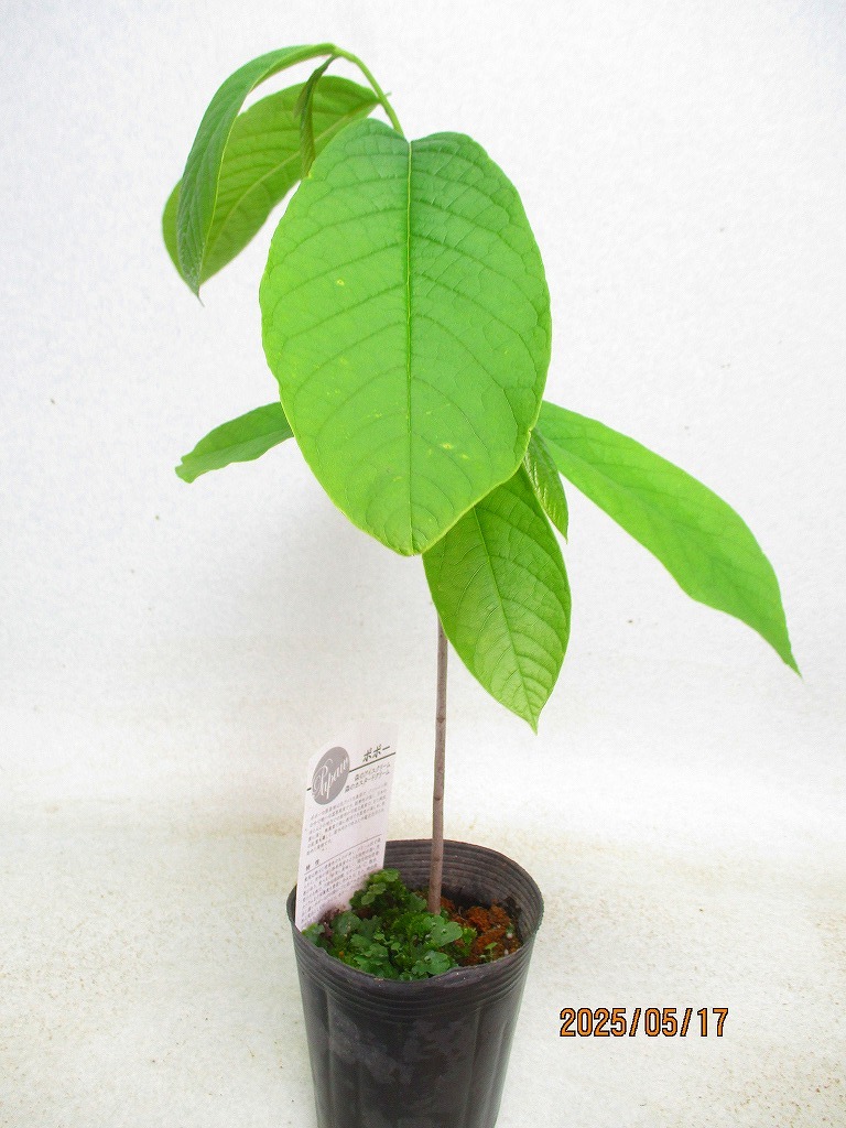 Yahoo!オークション - [野風苗木流通]ポポー 品種無し(51021)全高 47㎝...