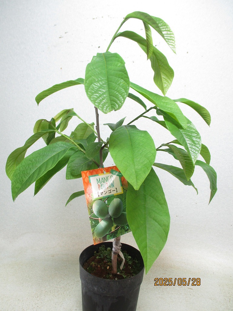 Yahoo!オークション - [野風苗木流通] ポポー サンフラワー (51863)全...