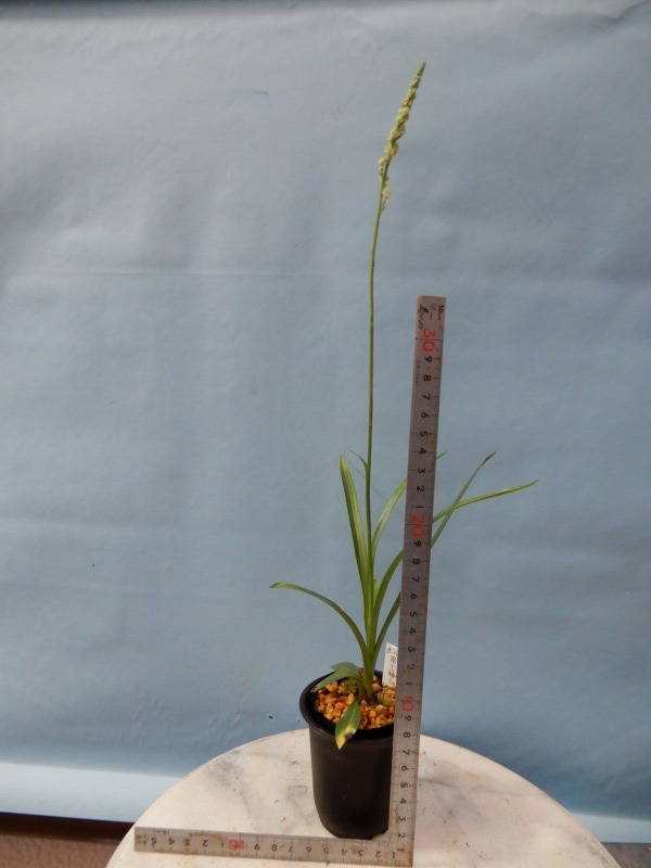 Yahoo!オークション - ネジバナ NO29「富士緑王」 房咲き 増殖品 珍品...