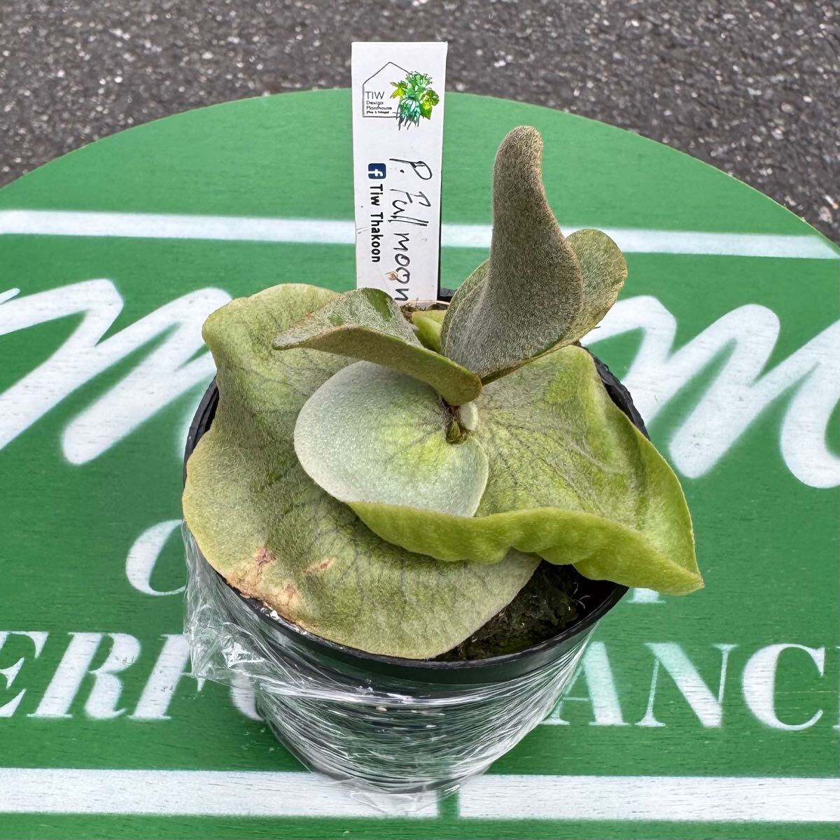 Yahoo!オークション - P. Full Moon sporeling select / Tiw / Platyce...