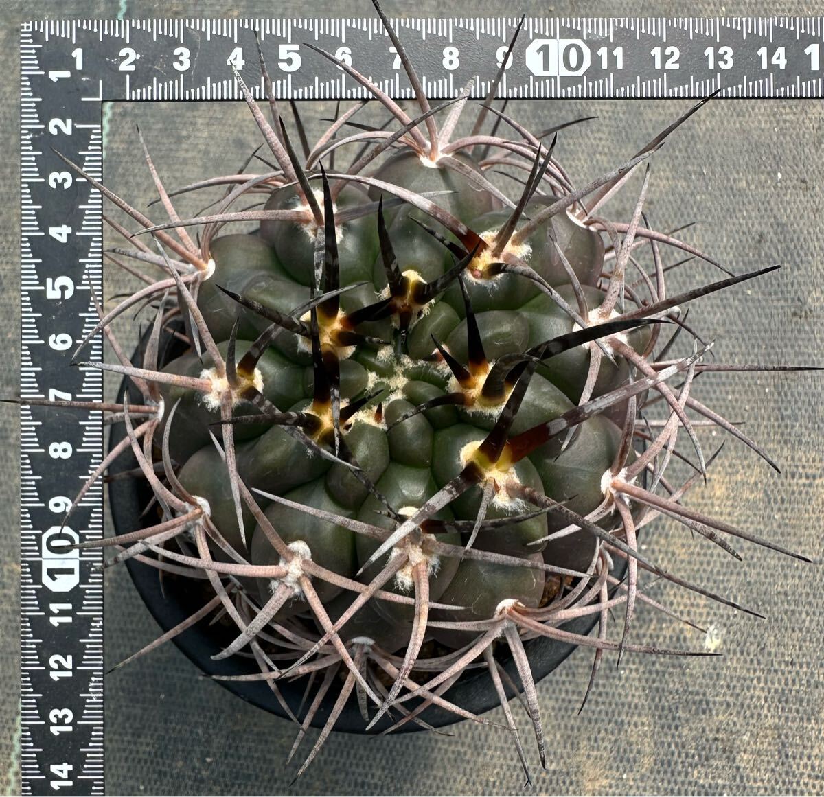 Yahoo!オークション - 魔天竜 Gymnocalycium