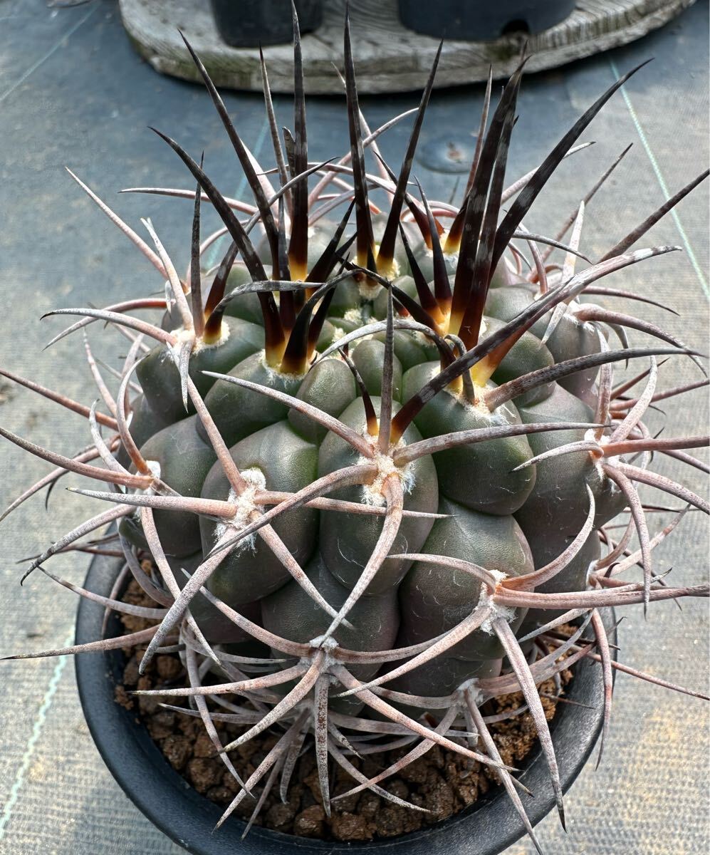 Yahoo!オークション - 魔天竜 Gymnocalycium