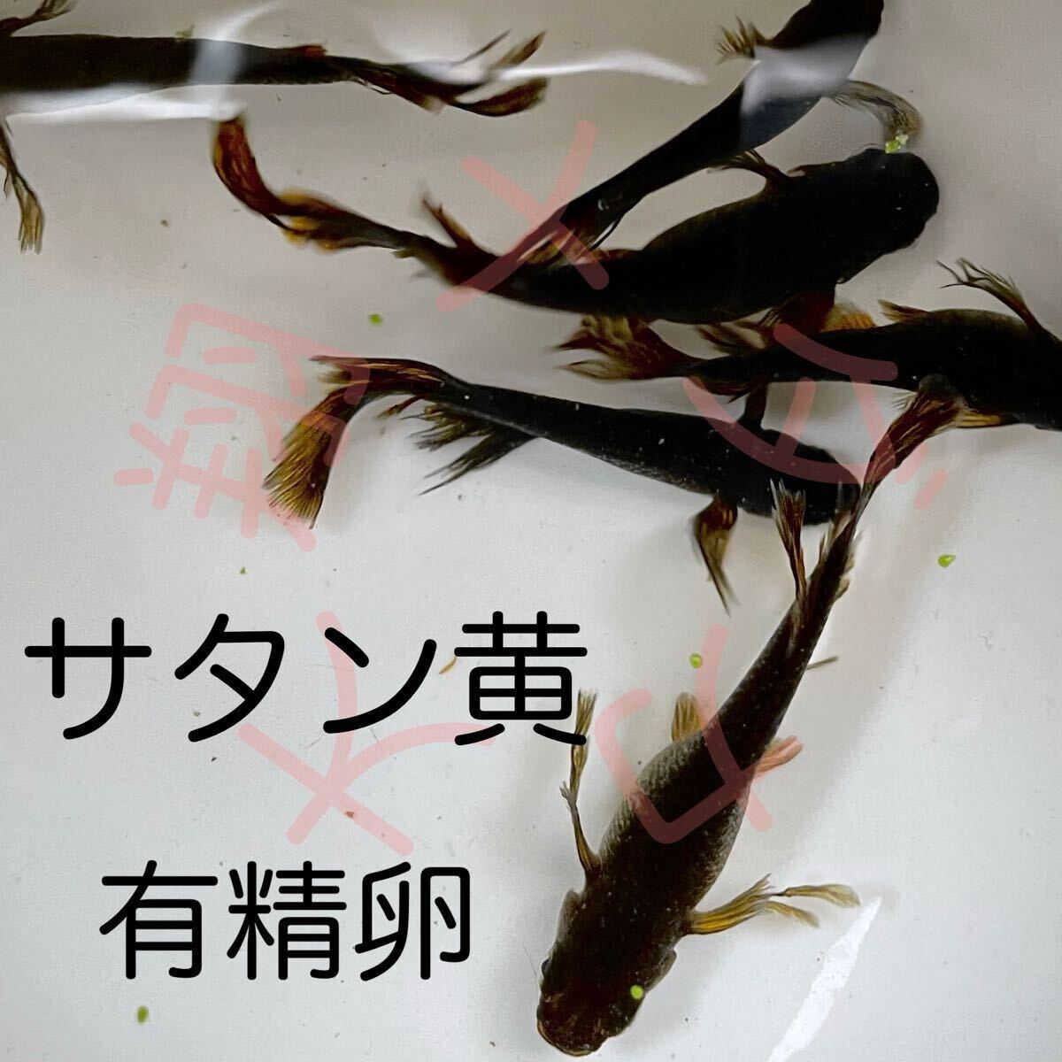 Yahoo!オークション - 阿形 メダカ RLF 有精卵20個 ヒレ長 オロチ サタ...