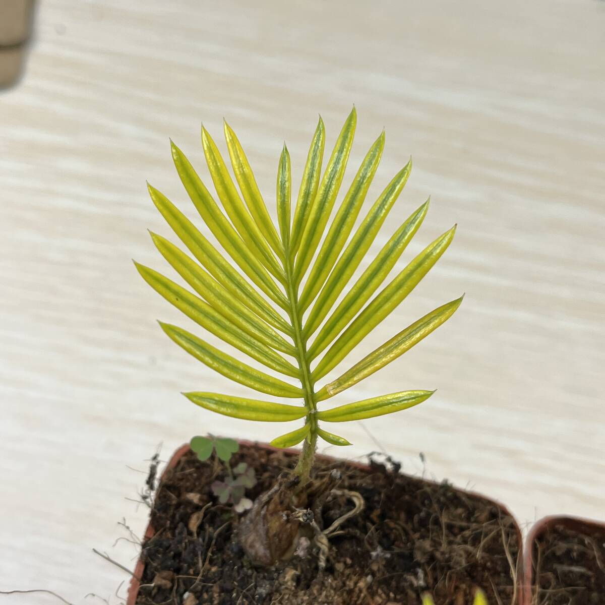 Yahoo!オークション - N33斑入りソテツ 黄斑 蘇鉄 希少 5株同梱