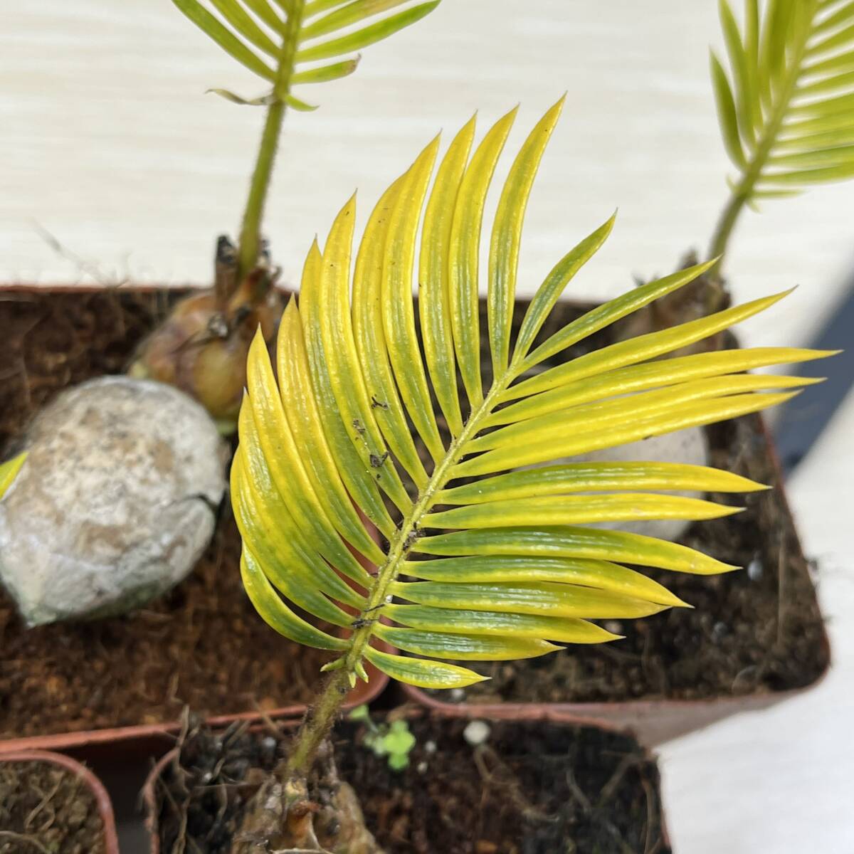 Yahoo!オークション - N33斑入りソテツ 黄斑 蘇鉄 希少 5株同梱