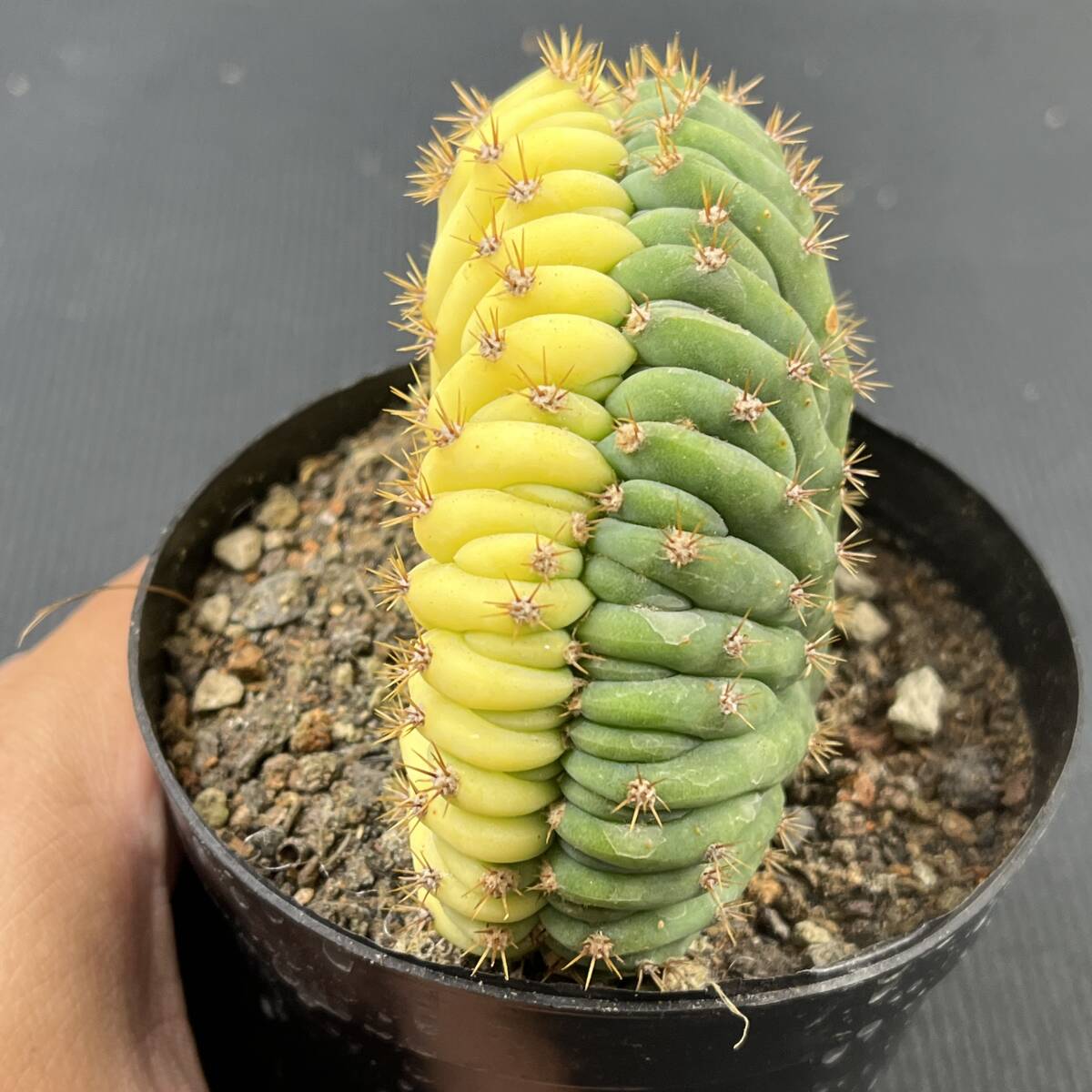 Yahoo!オークション - P19多聞柱綴化錦 トリコケレウス・パチャノイ サ...