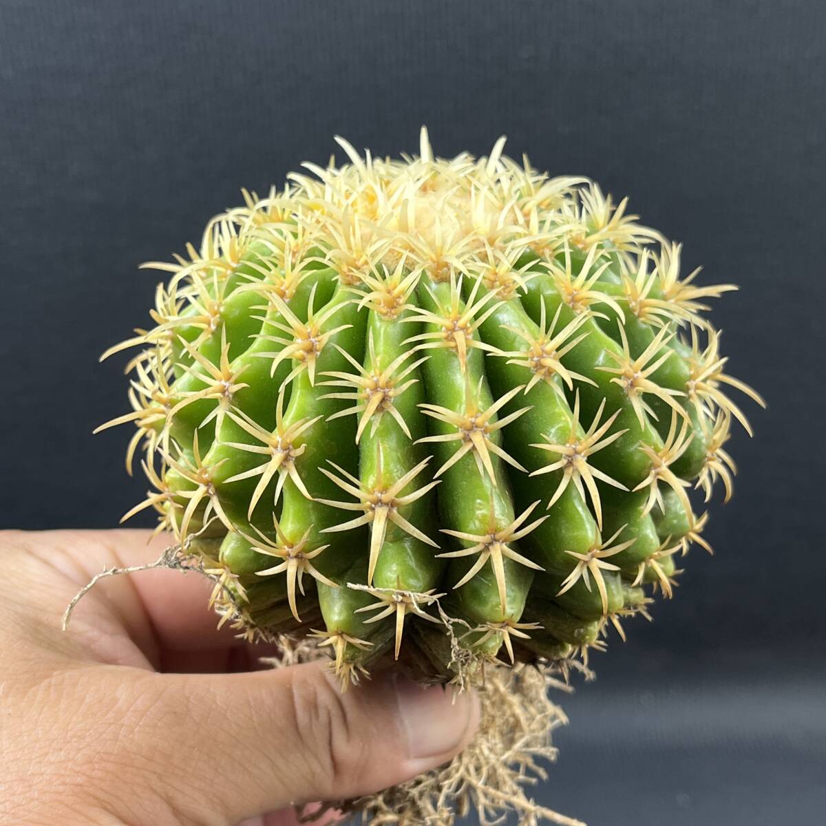 Yahoo!オークション - P61サボテン エキノカクタス“短刺 金鯱”実生 ...