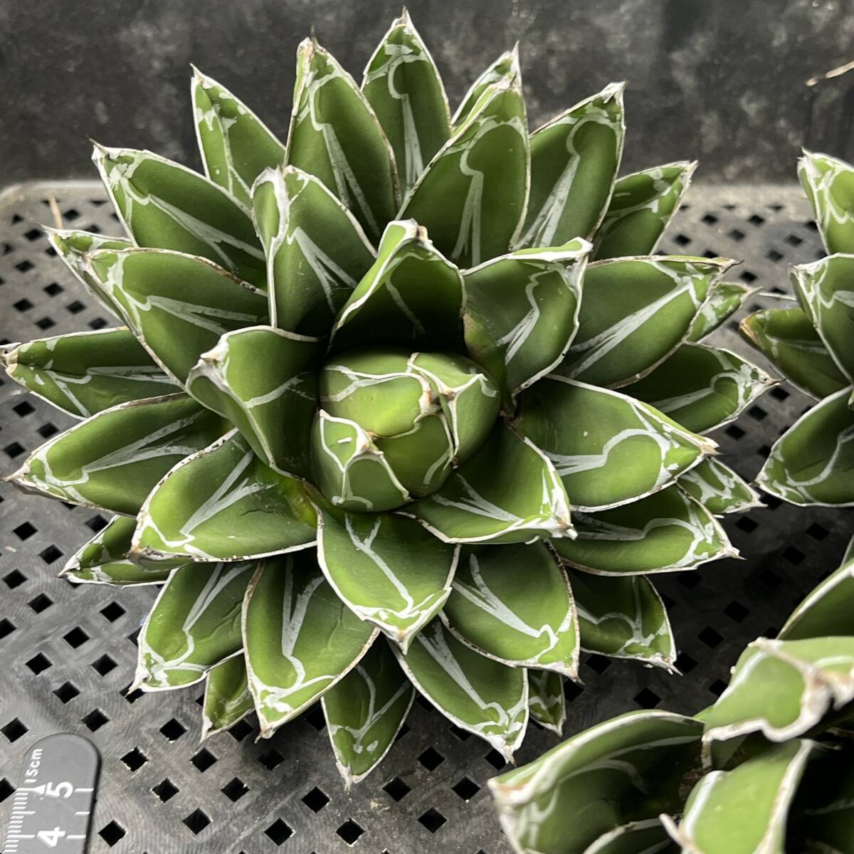 Yahoo!オークション - Q13アガベ 多肉植物 笹の雪 ダルマ笹の雪 濃白株...