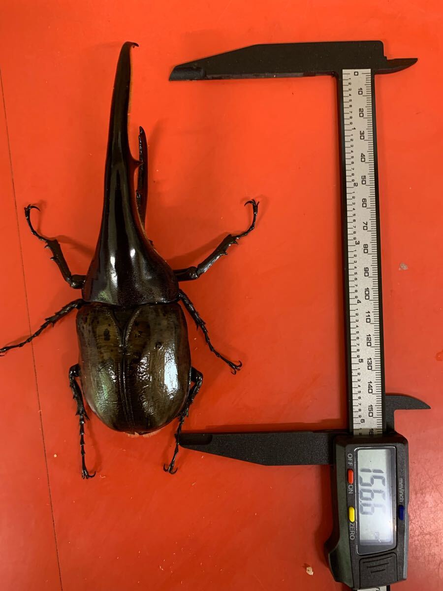 Yahoo!オークション - ヘラクレスオオカブト156mmペア