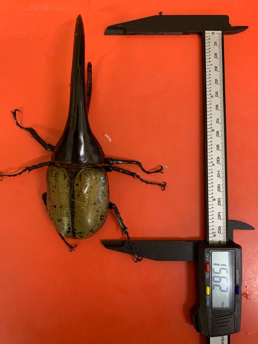 Yahoo!オークション - ヘラクレスオオカブト156mmペア