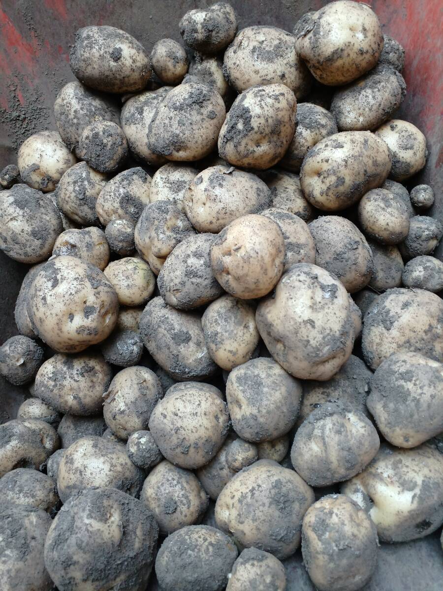 Yahoo!オークション - 北あかり 5kg ML