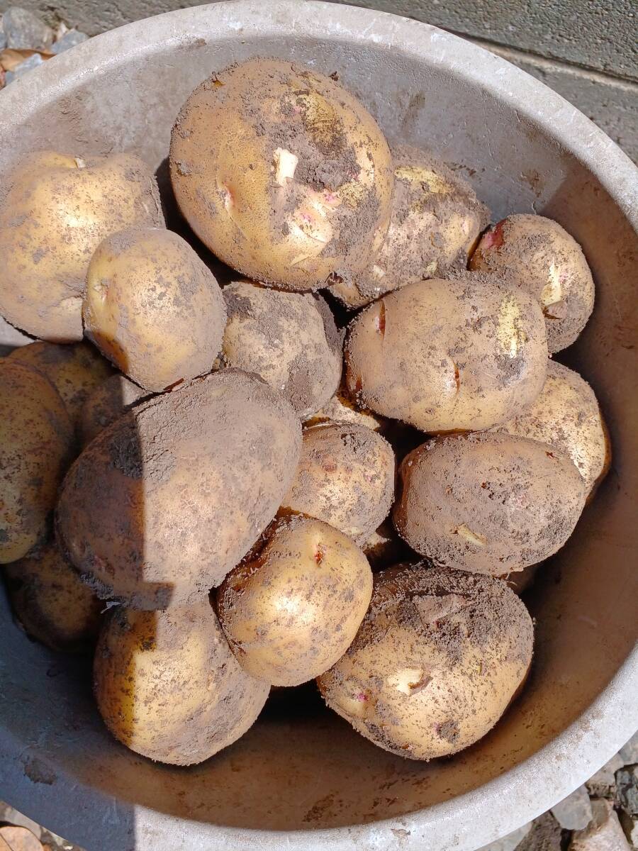 Yahoo!オークション - 北あかり 5kg ML