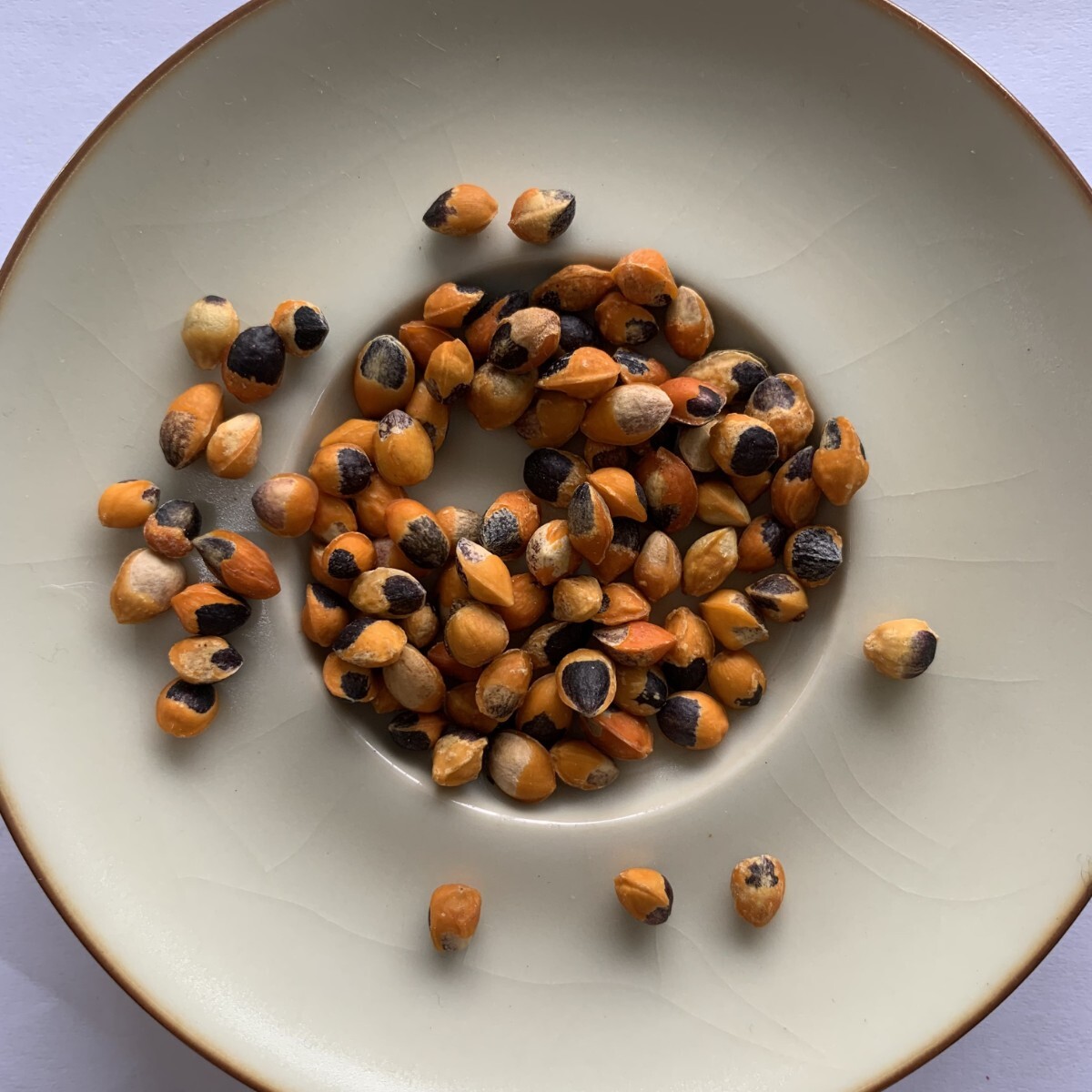 Yahoo!オークション - a233 種子100粒 Commiphora gracilifrondosa 実...