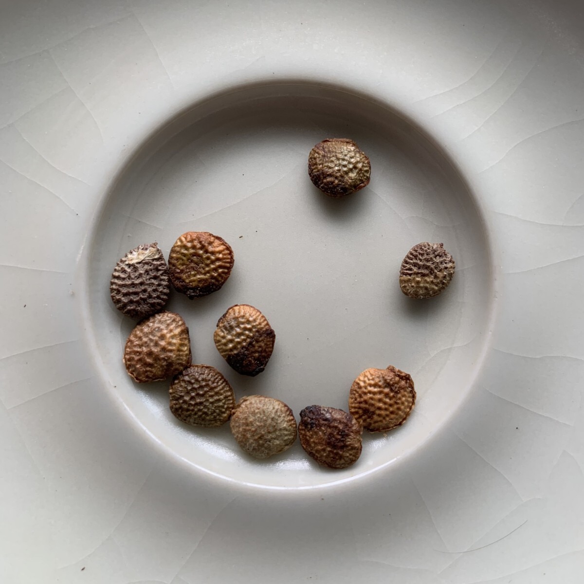 Yahoo!オークション - a382 【種子10粒】Adenia Ballyi アデニア バリ...