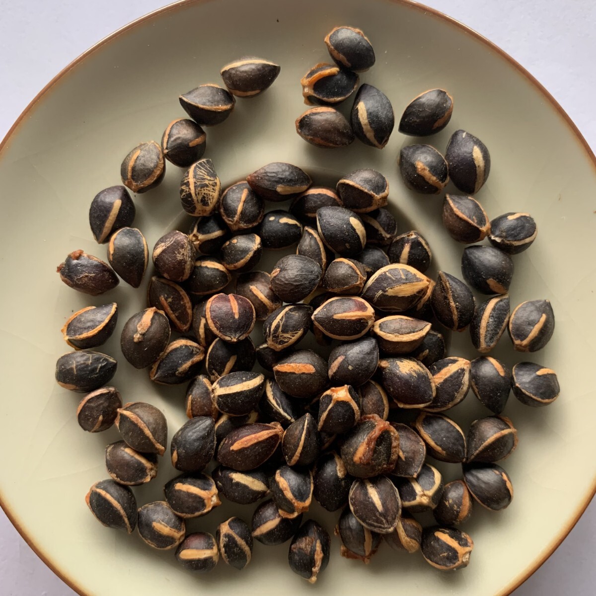 Yahoo!オークション - a377 種子100粒コミフォラミルドブラエディ comm...