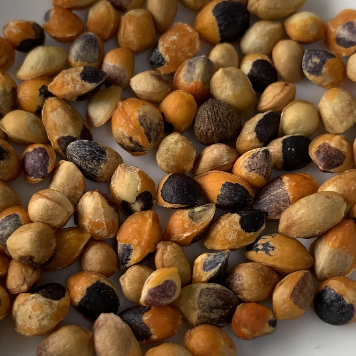 Yahoo!オークション - a513種子100粒 Commiphora gracilifrondosa 実生...