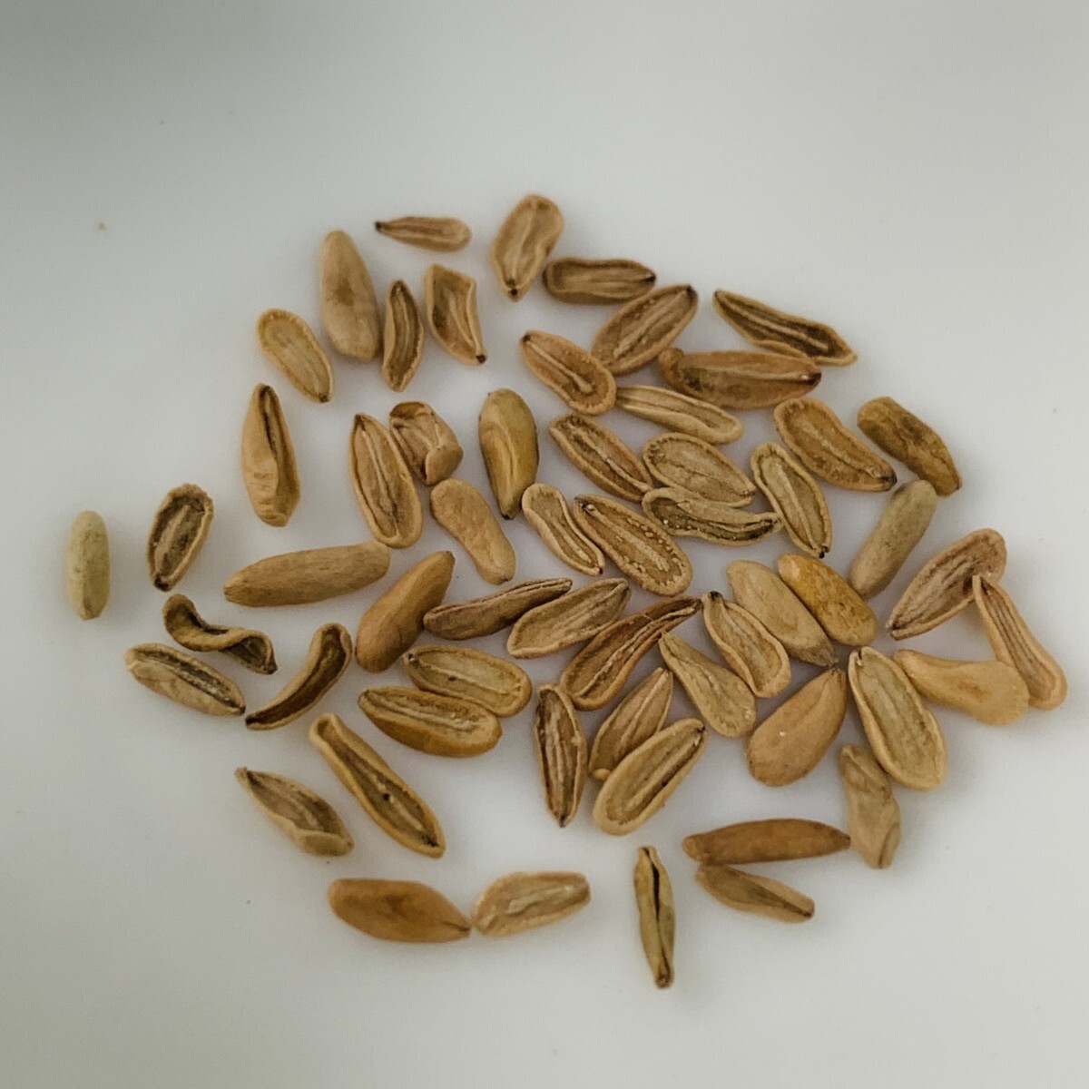 Yahoo!オークション - a617【 種子50粒】パキポディウム イノピナツム ...