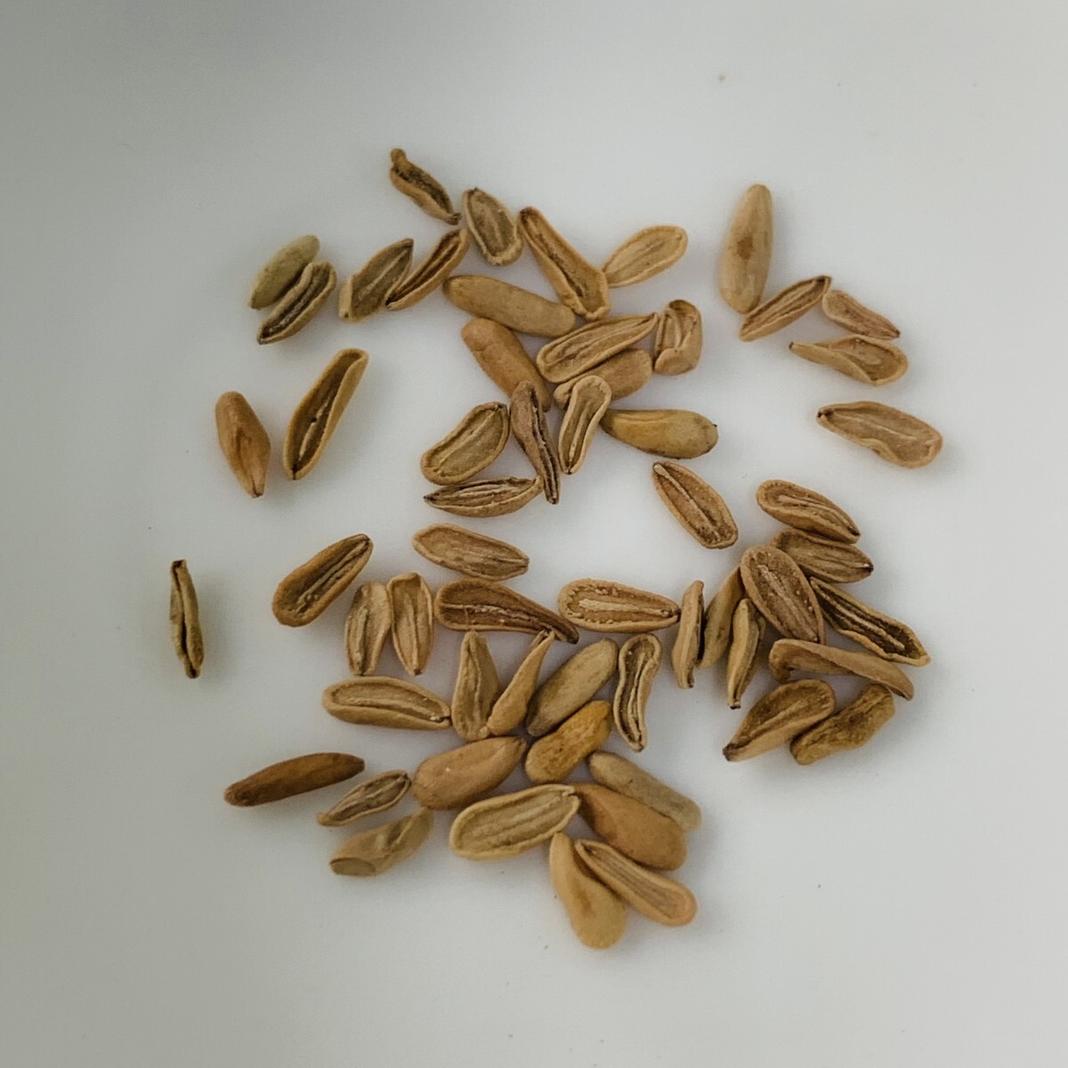 Yahoo!オークション - a617【 種子50粒】パキポディウム イノピナツム ...